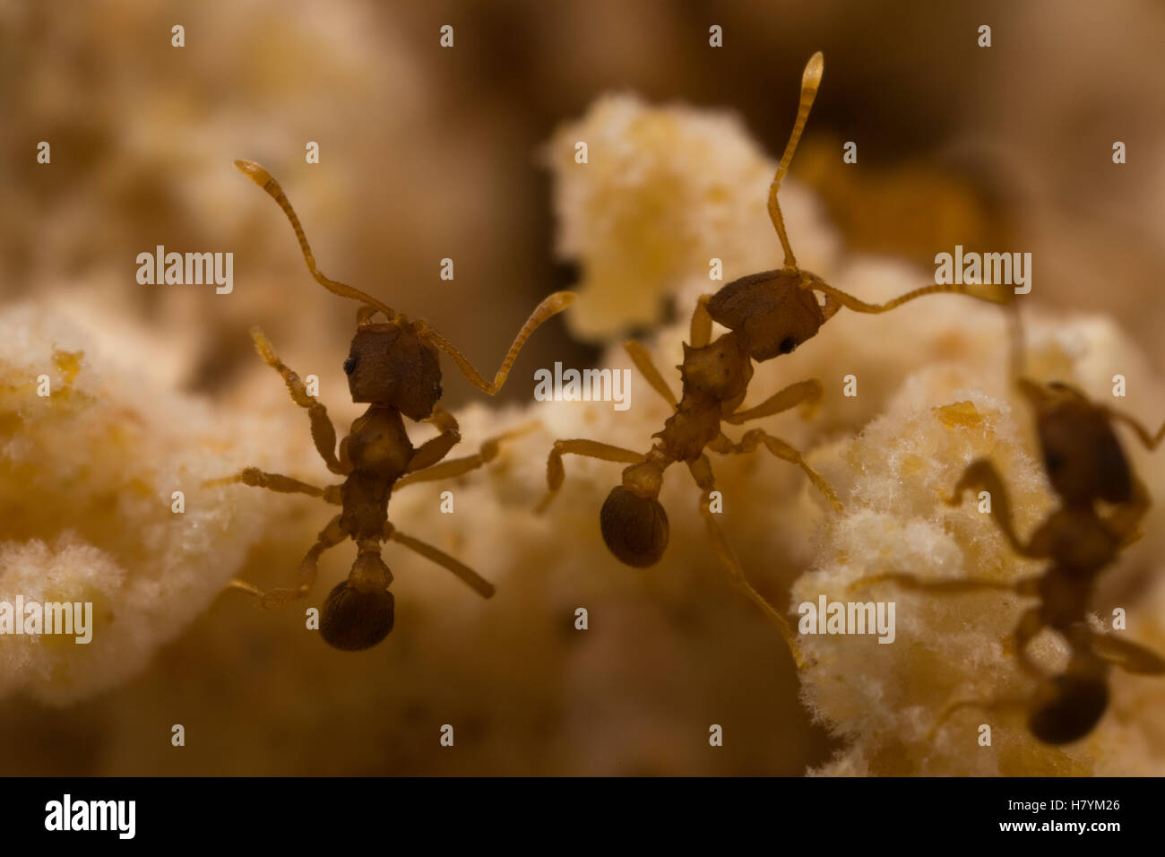 Ant (Mycocepurus smithii) females in fungus garden, Texas Stock Photo ...