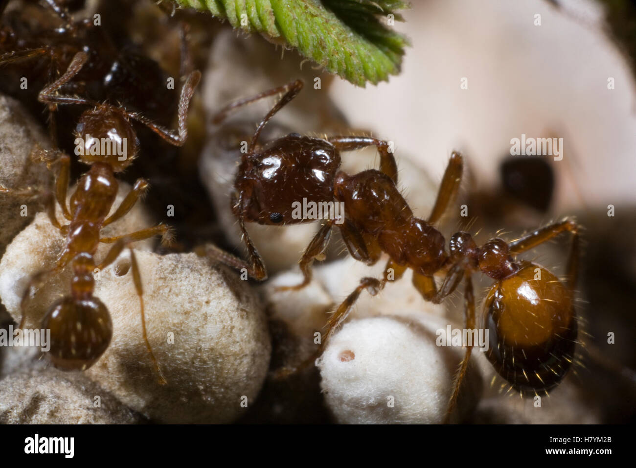 Red Imported Fire Ant (Solenopsis invicta) pair tending scale insects ...