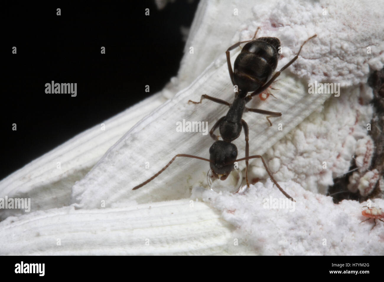 Carpenter Ant (Camponotus sp) tending scale insects, Parana River ...