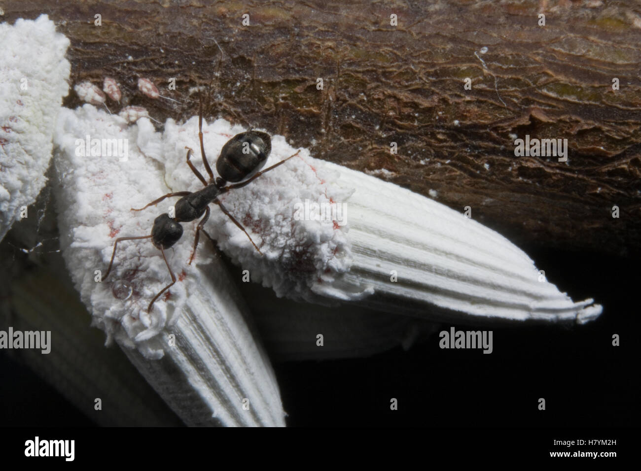 Carpenter Ant (Camponotus sp) tending scale insects, Parana River ...