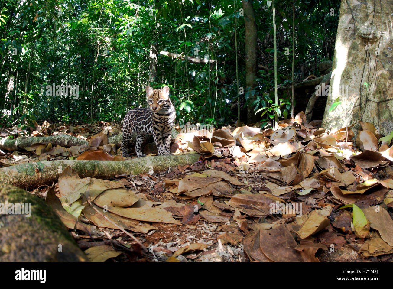 Ocelot (Leopardus pardalis) in rainforest, Smithsonian Tropical ...