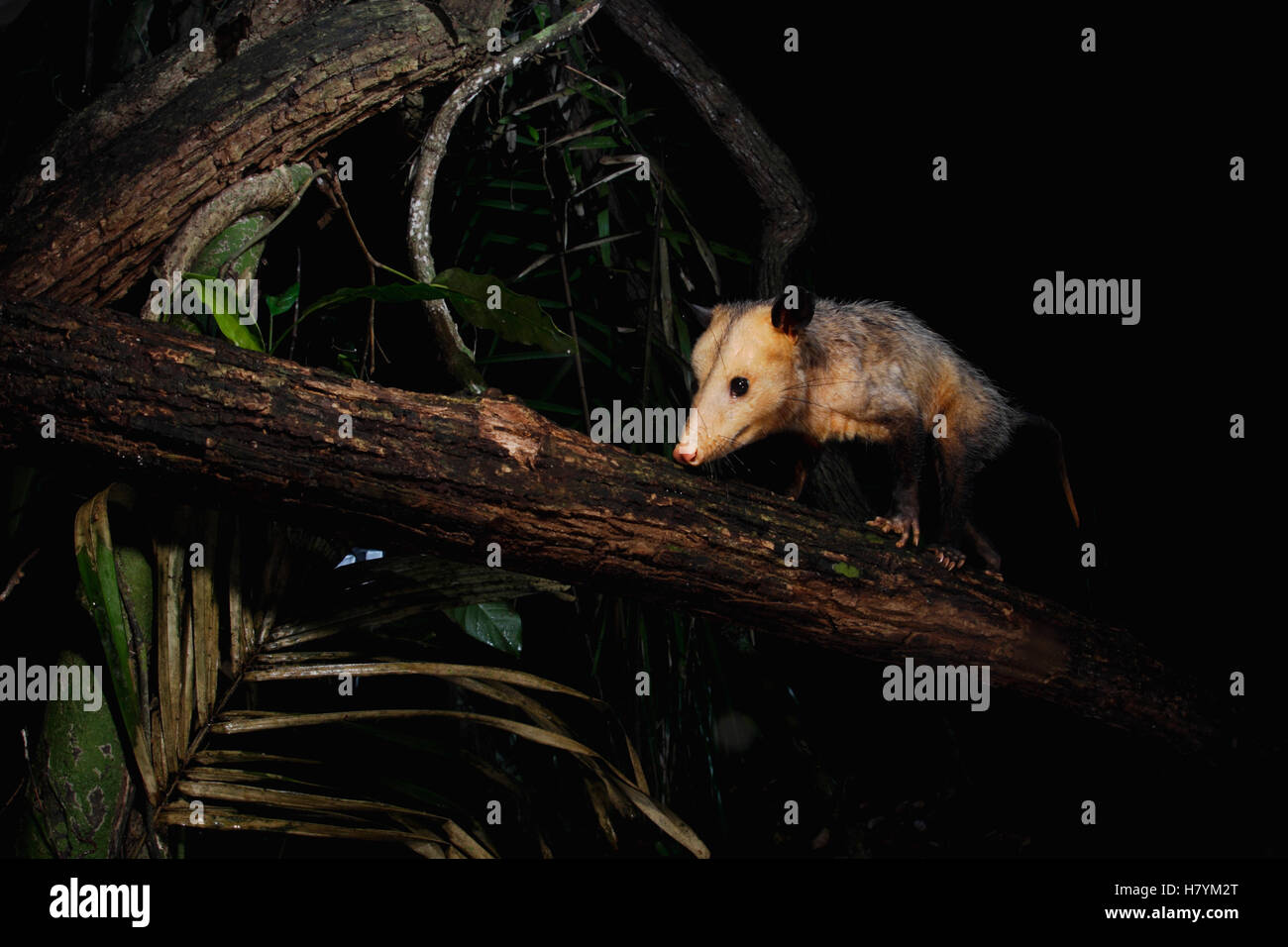 Common Opossum (Didelphis marsupialis) in tree, Smithsonian Tropical ...