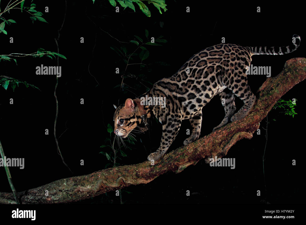 Ocelot (Leopardus pardalis) with tracking collar climbing down branch ...
