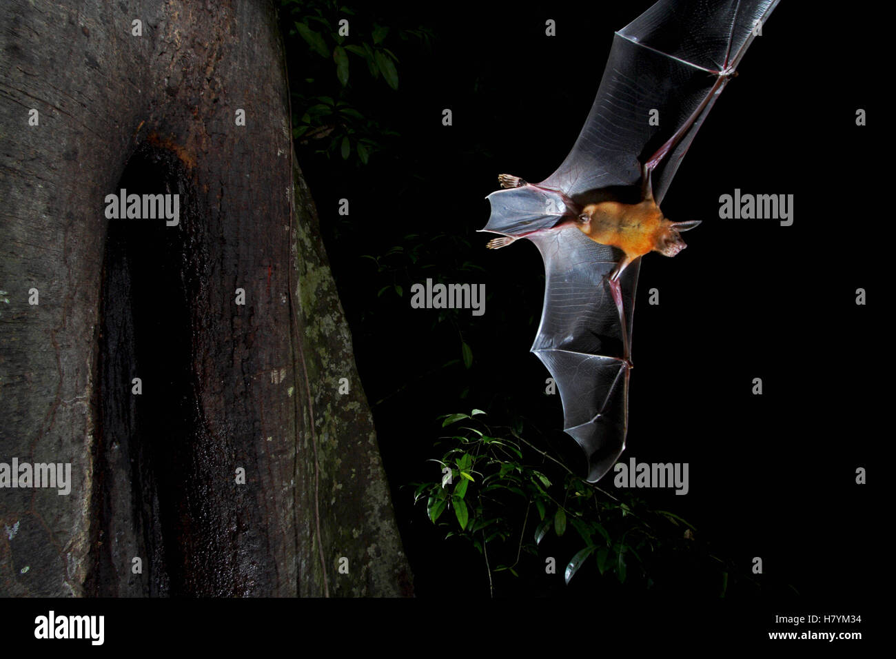 Greater Bulldog Bat (Noctilio leporinus) leaving its roost at nightfall ...