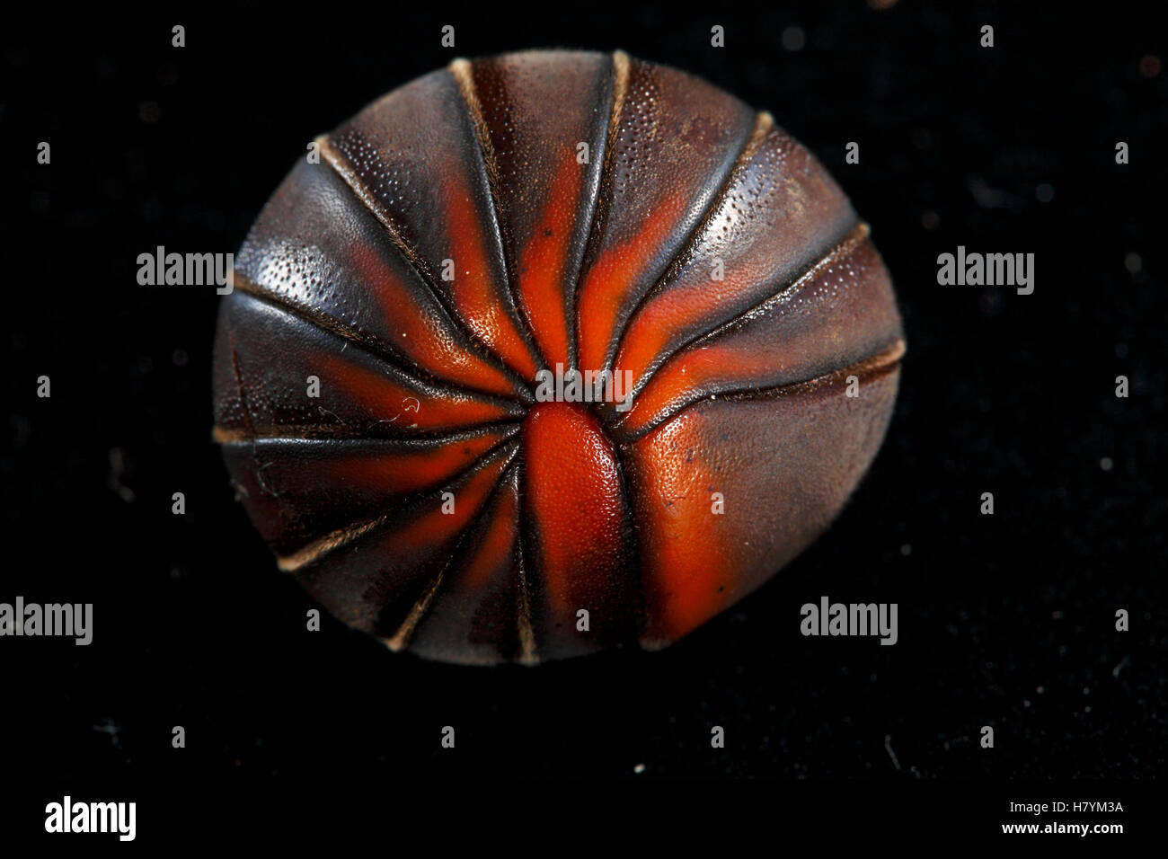 Pill Bug (Armadillidiidae) rolled up into defensive posture, Lambir ...