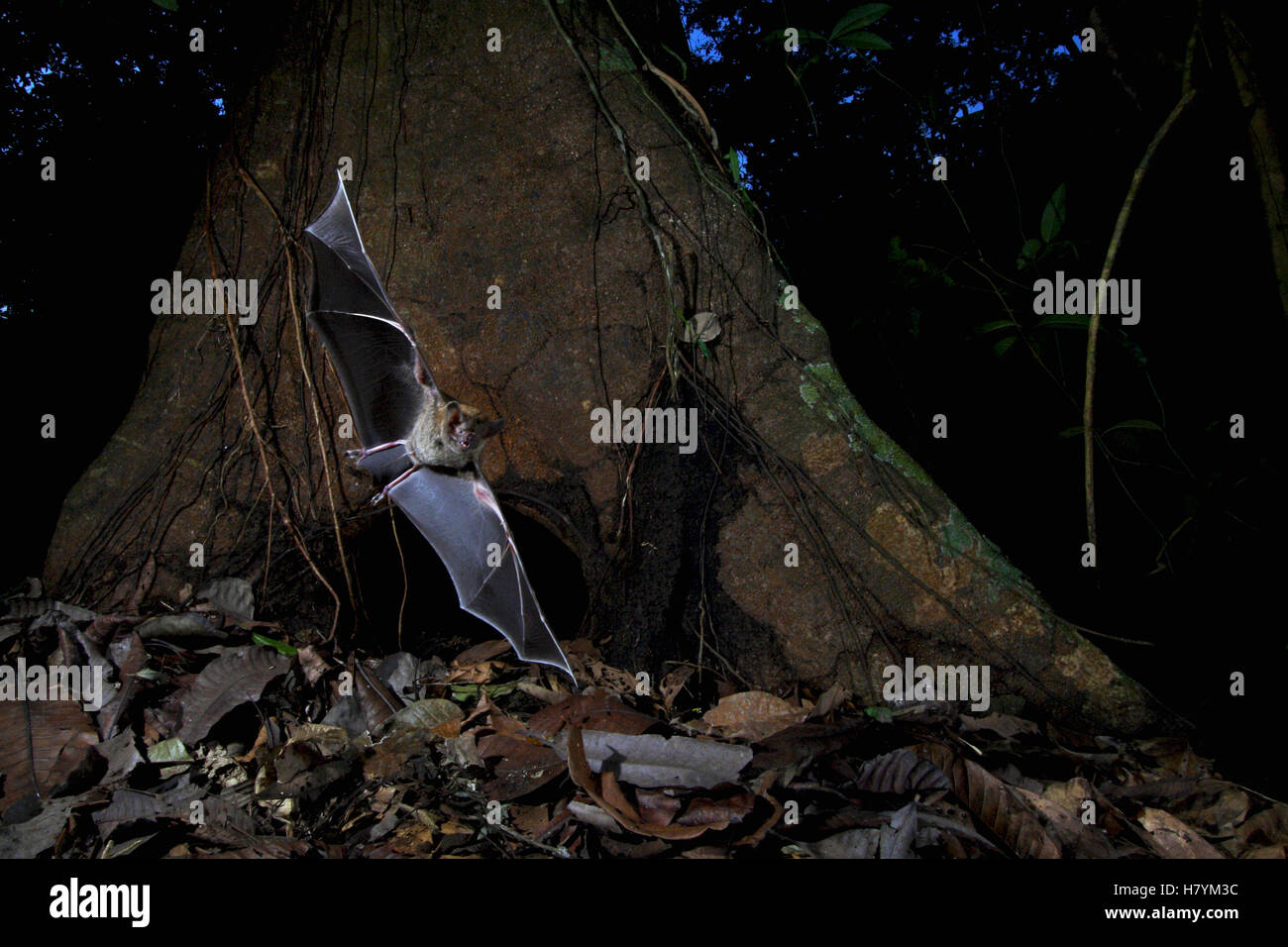 Fringe-lipped Bat (Trachops cirrhosus) leaving roost, Smithsonian ...