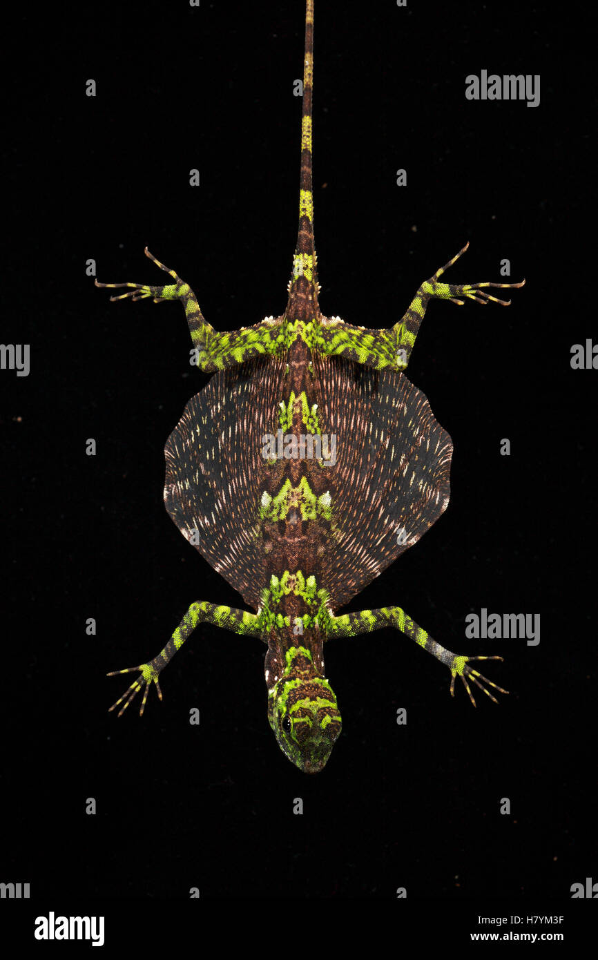 Flying Dragon (Draco sp) gliding, Lambir Hills National Park, Sarawak ...