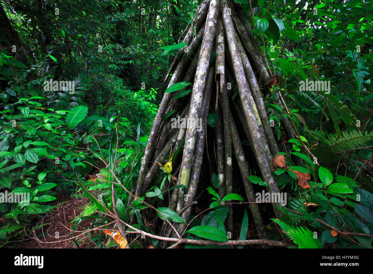 Walking Palm (Socratea exorrhiza) stilt roots in rainforest ...