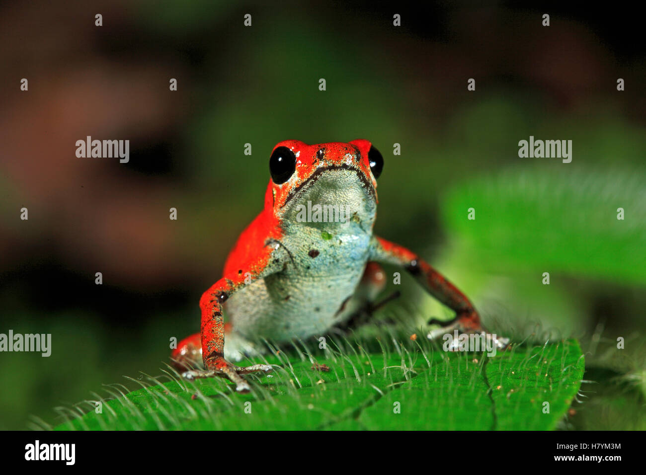 Strawberry Poison Dart Frog (Oophaga pumilio) red morph, Bastimentos ...