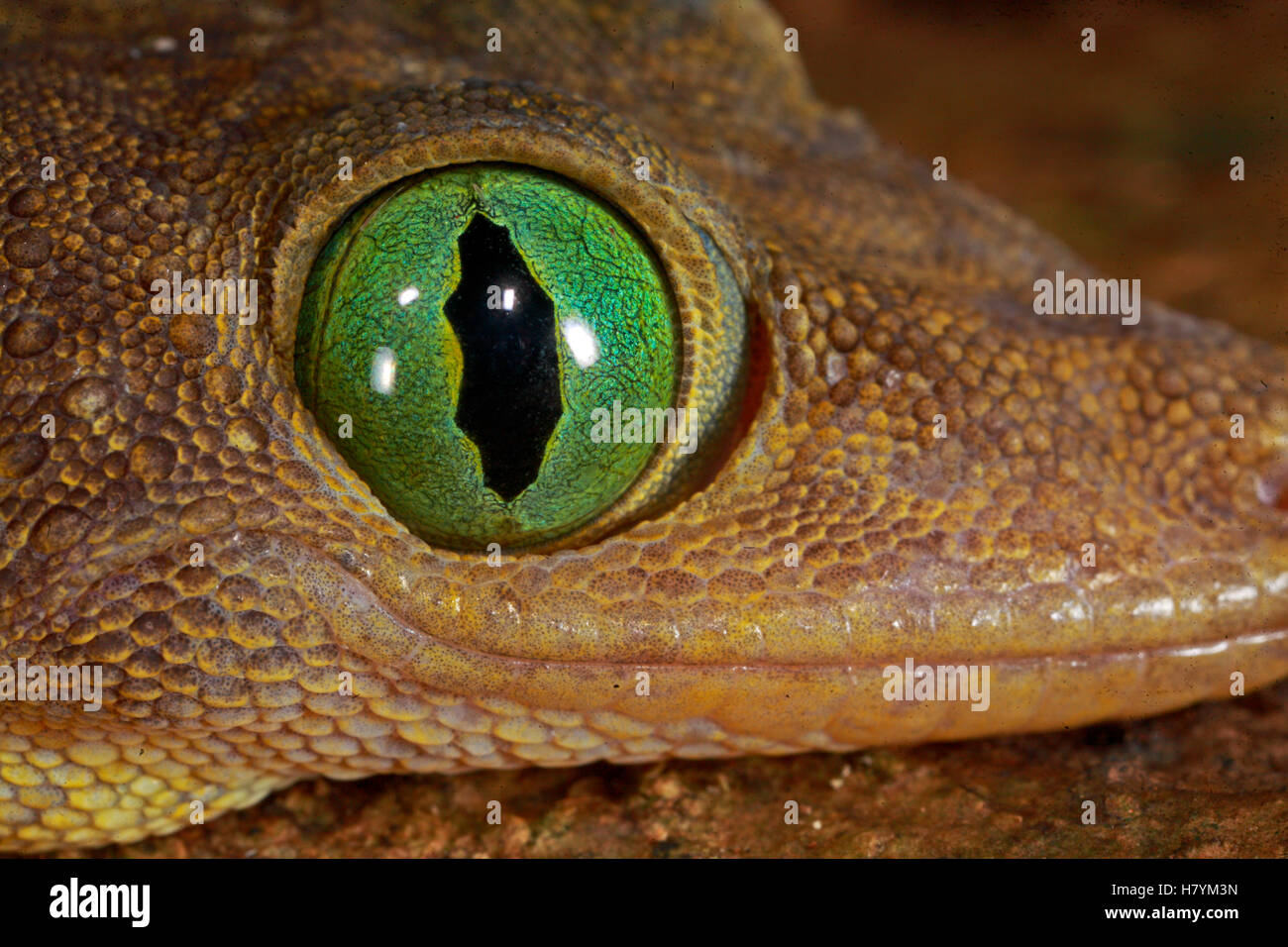 Green-eyed Gecko (Gekko smithi) with pupil fully opened, Lambir Hills ...