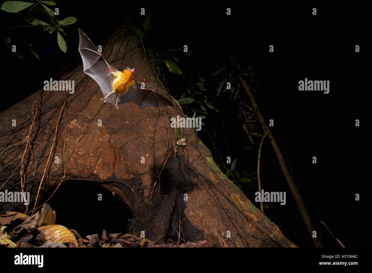 Yellow-throated Big-eared Bat (Lampronycteris brachyotis) leaving roost ...