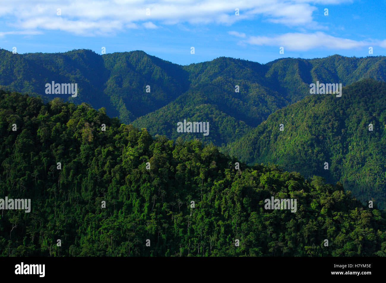 Rainforest covering mountains, Volcan Baru National Park, Bocas del ...