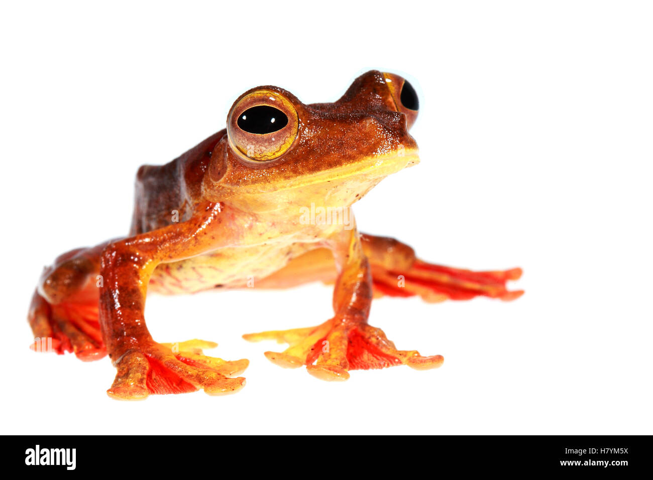 Harlequin Flying Tree Frog (Rhacophorus pardalis), Lambir Hills ...