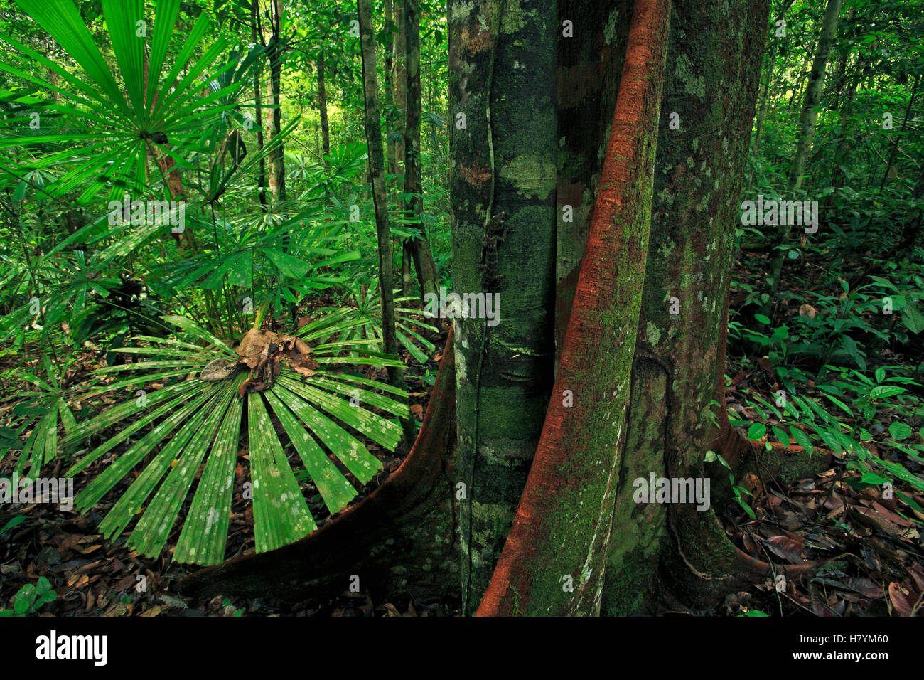 Fan Palm (Licuala sp) in rainforest, Lambir Hills National Park ...