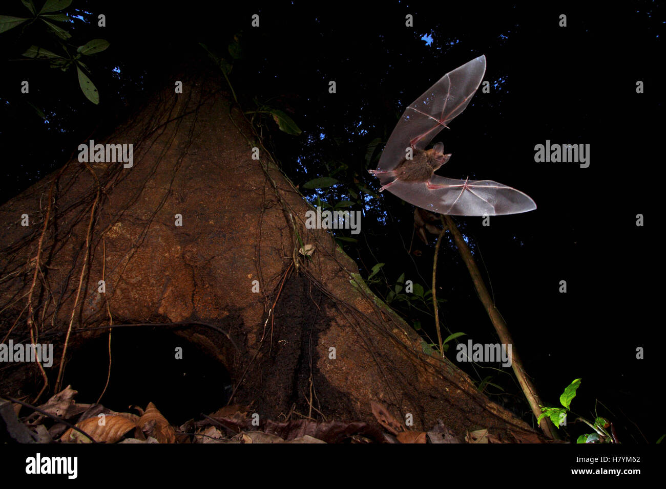 Fringe-lipped Bat (Trachops cirrhosus) leaving roost, Smithsonian ...