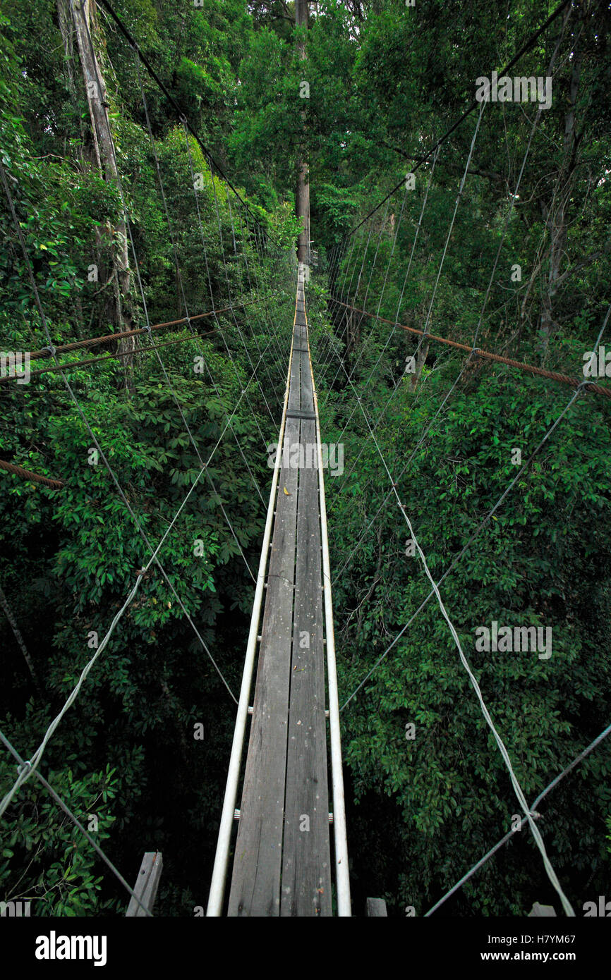Bridge between two trees used by researchers for canopy observations ...