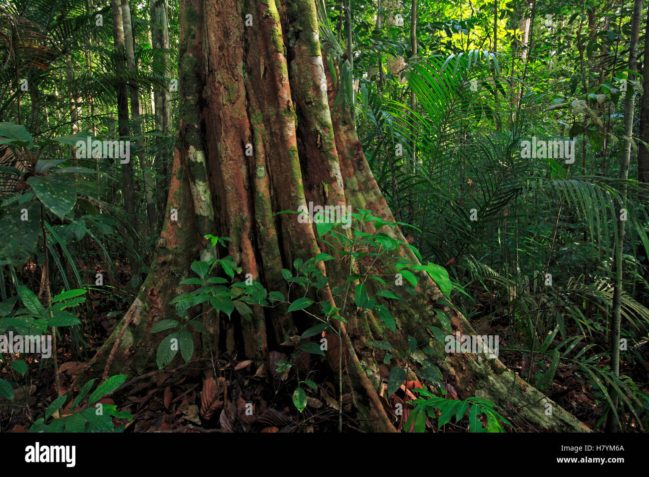 Buttress roots of a large rainforest tree, Lambir Hills National Park ...