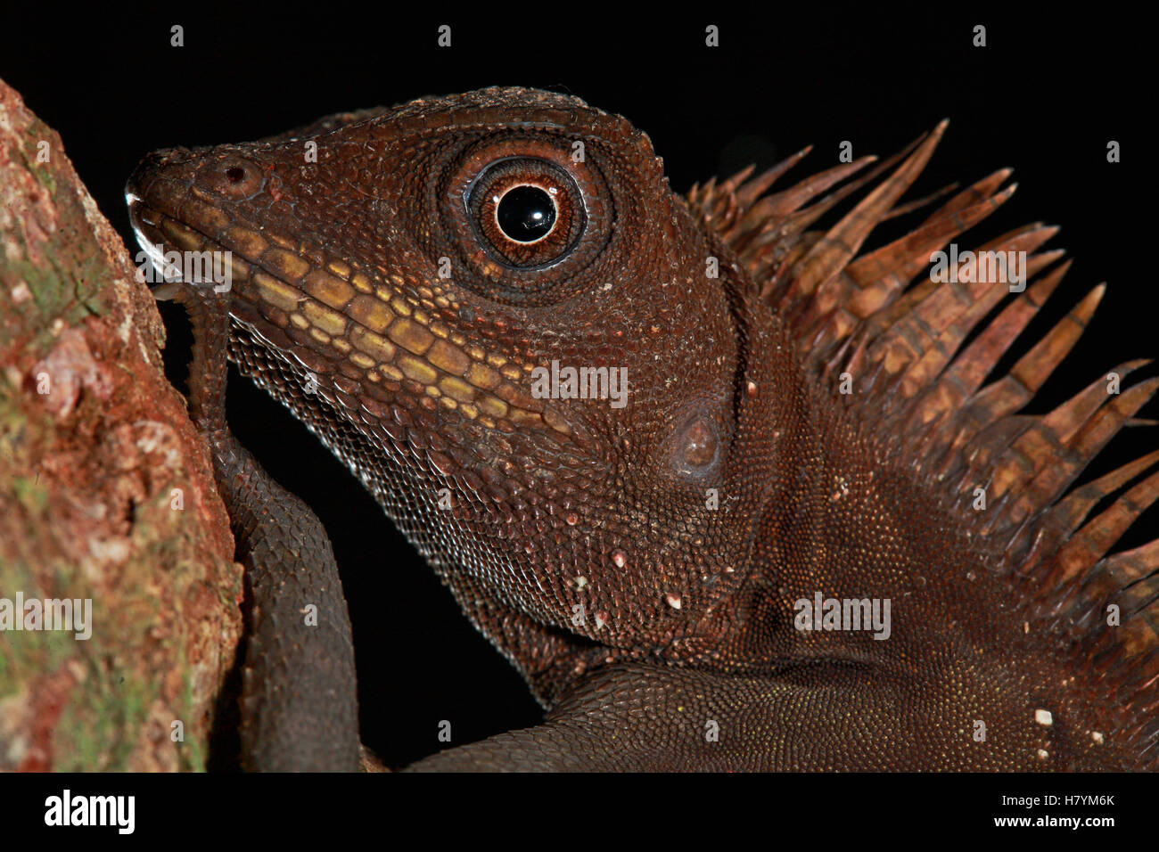 Borneo Anglehead Lizard (Gonocephalus bornensis), Lambir Hills National ...