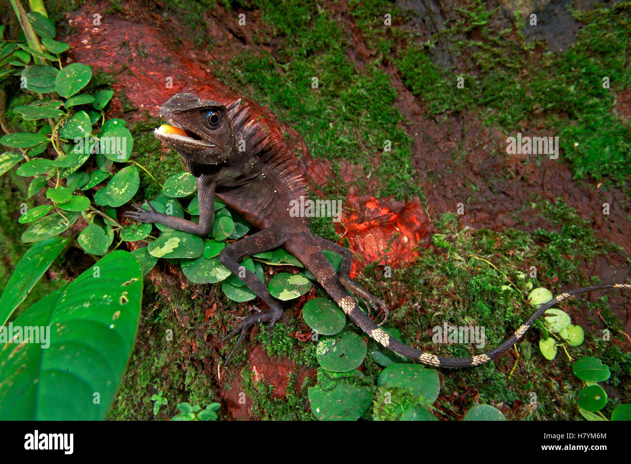 Borneo Anglehead Lizard (Gonocephalus bornensis) in defensive posture ...