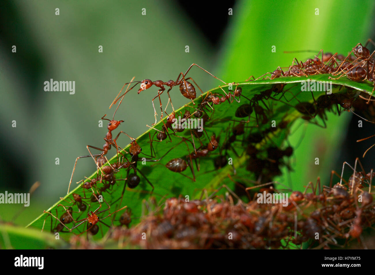 Green Tree Ant (Oecophylla smaragdina) guards protecting colony, Lambir ...