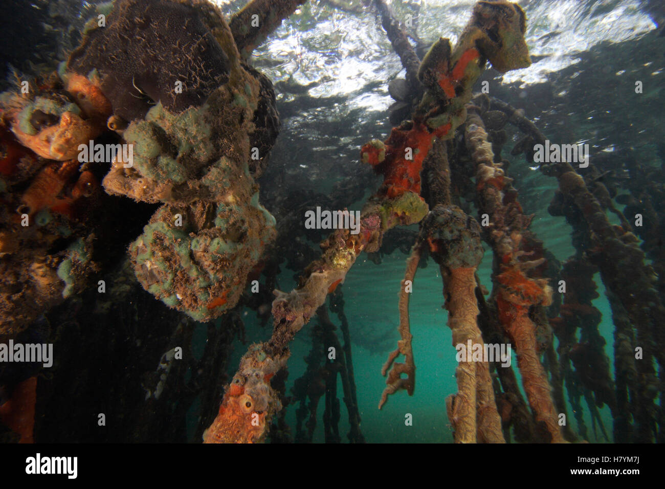 Red Mangrove (Rhizophora mangle) aerial roots provide space for a large ...