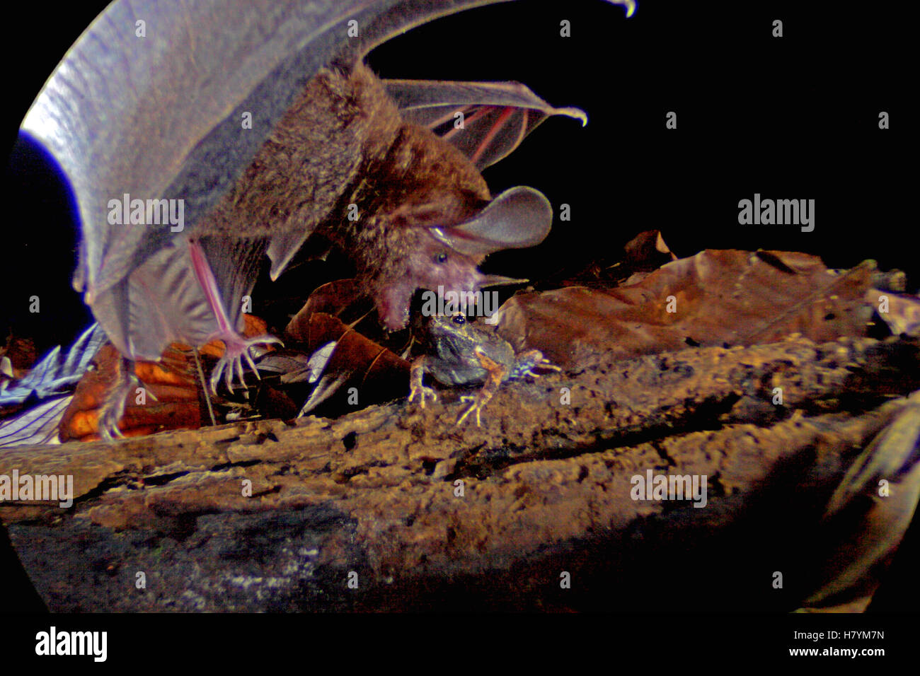 Fringe-lipped Bat (Trachops cirrhosus) attacking frog, Smithsonian ...