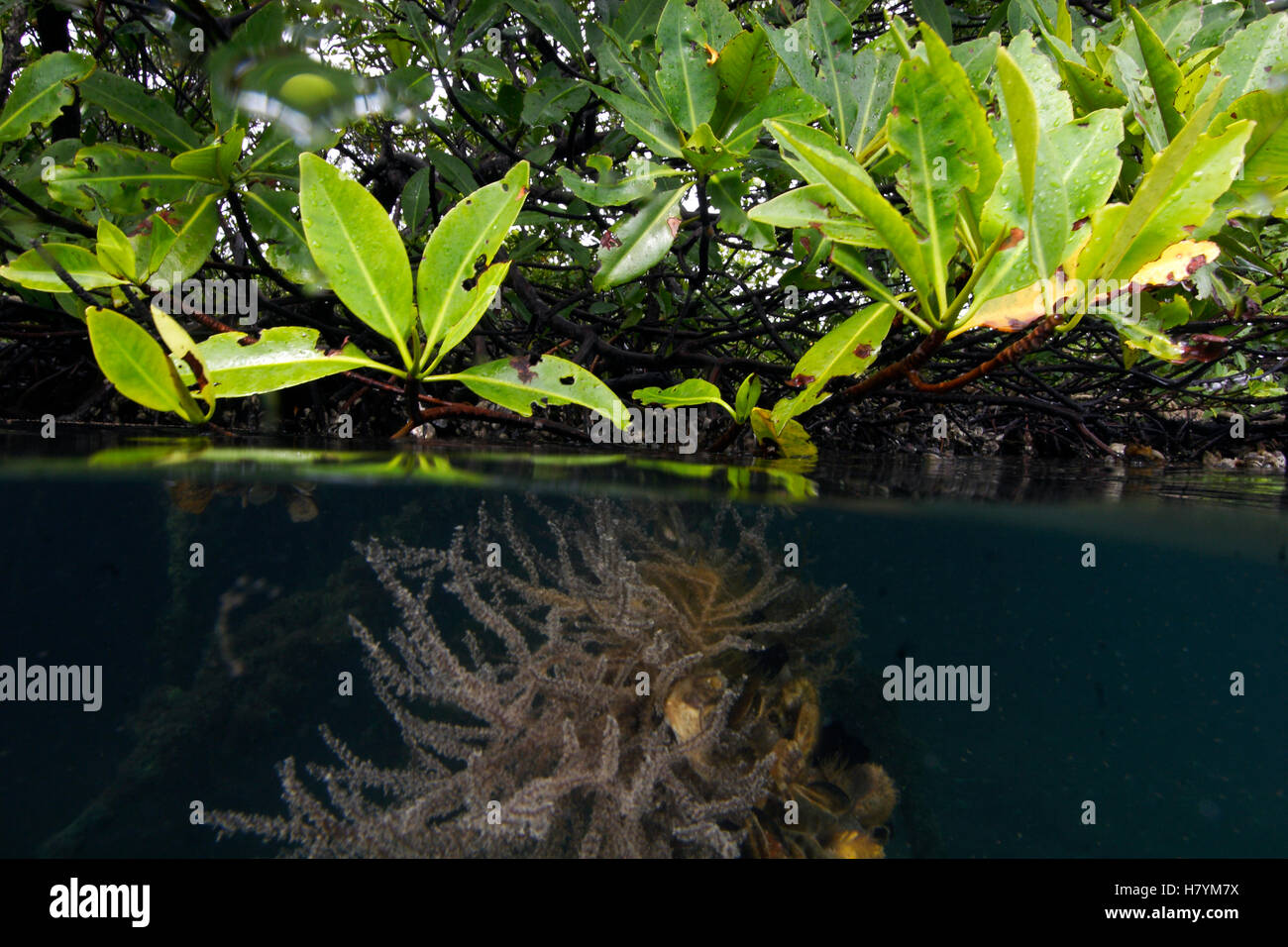 Red Mangrove (Rhizophora mangle) aerial roots provide space for a large ...