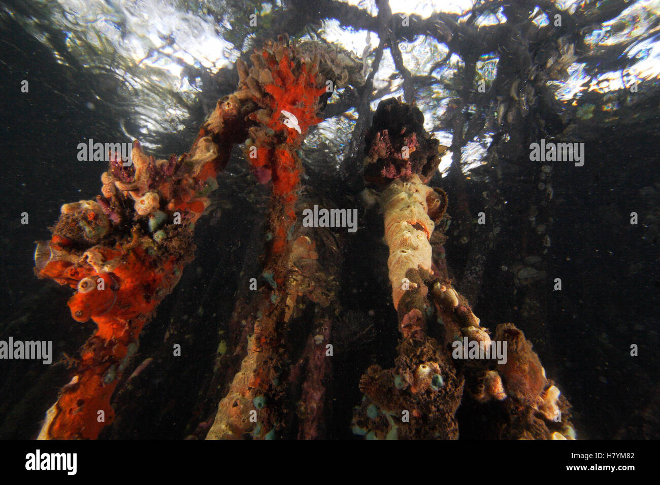 Red Mangrove (Rhizophora mangle) aerial roots provide space for a large ...