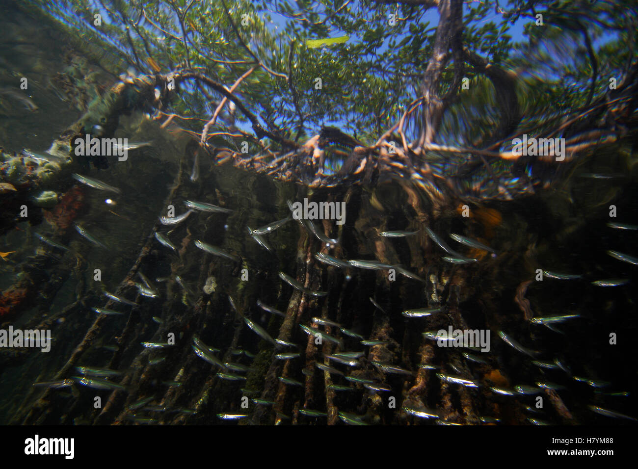 Red Mangrove (Rhizophora mangle) aerial roots providing shelter for ...