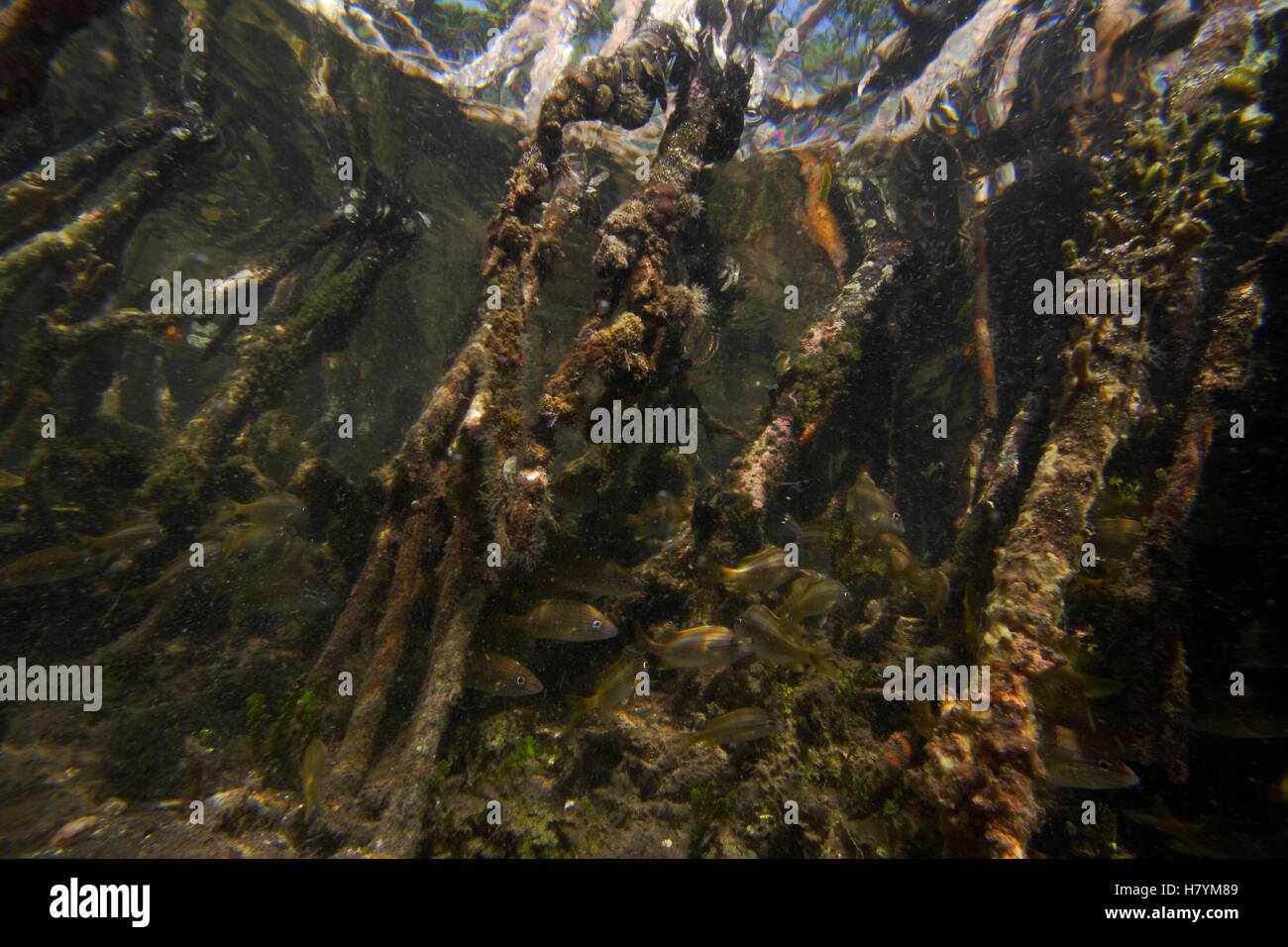 Red Mangrove (Rhizophora mangle) aerial roots offering shelter to fish ...