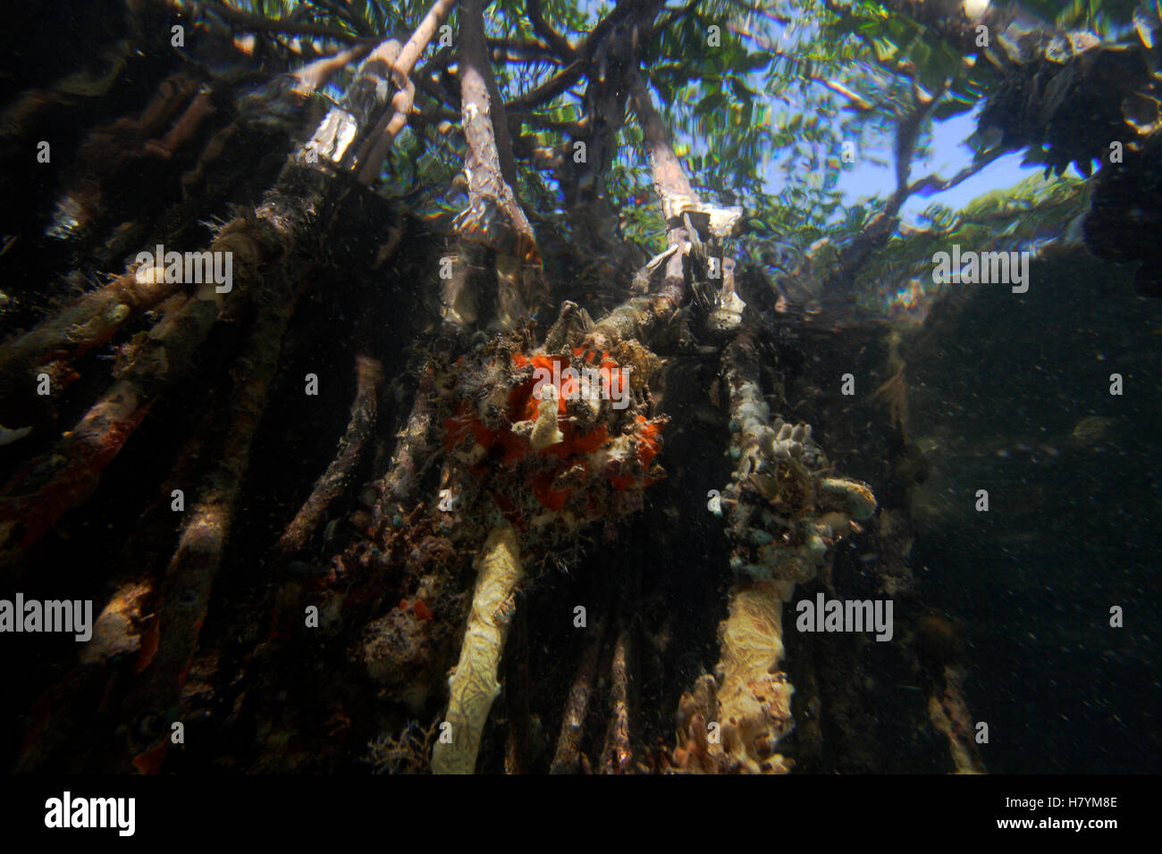 Red Mangrove (Rhizophora mangle) aerial roots provide space for a large ...