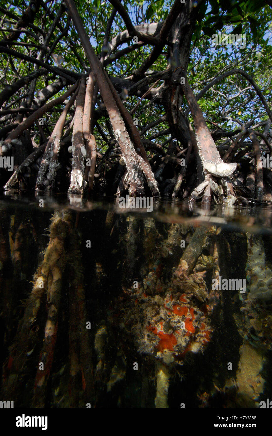 Red Mangrove (Rhizophora mangle) aerial roots provide space for a large ...