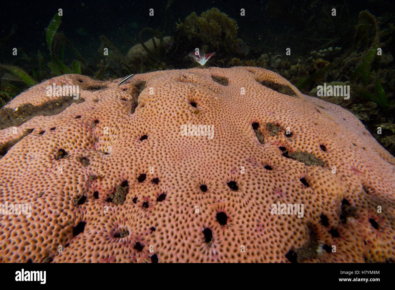 Coral (Faviidae) with sea urchins and feather duster worms, Bastimentos ...