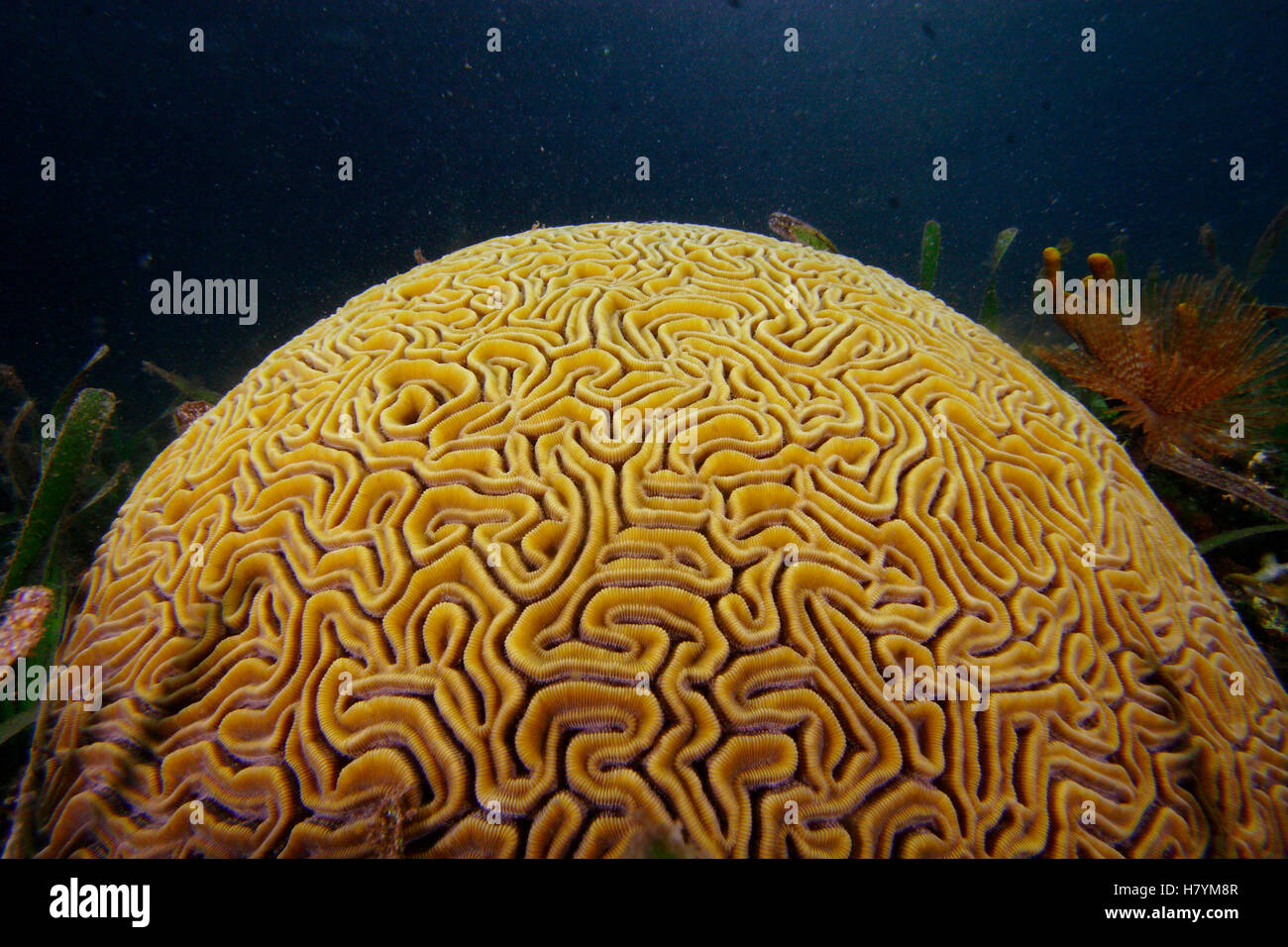 Brain Coral (Diploria labyrinthiformis), Bastimentos Marine National ...