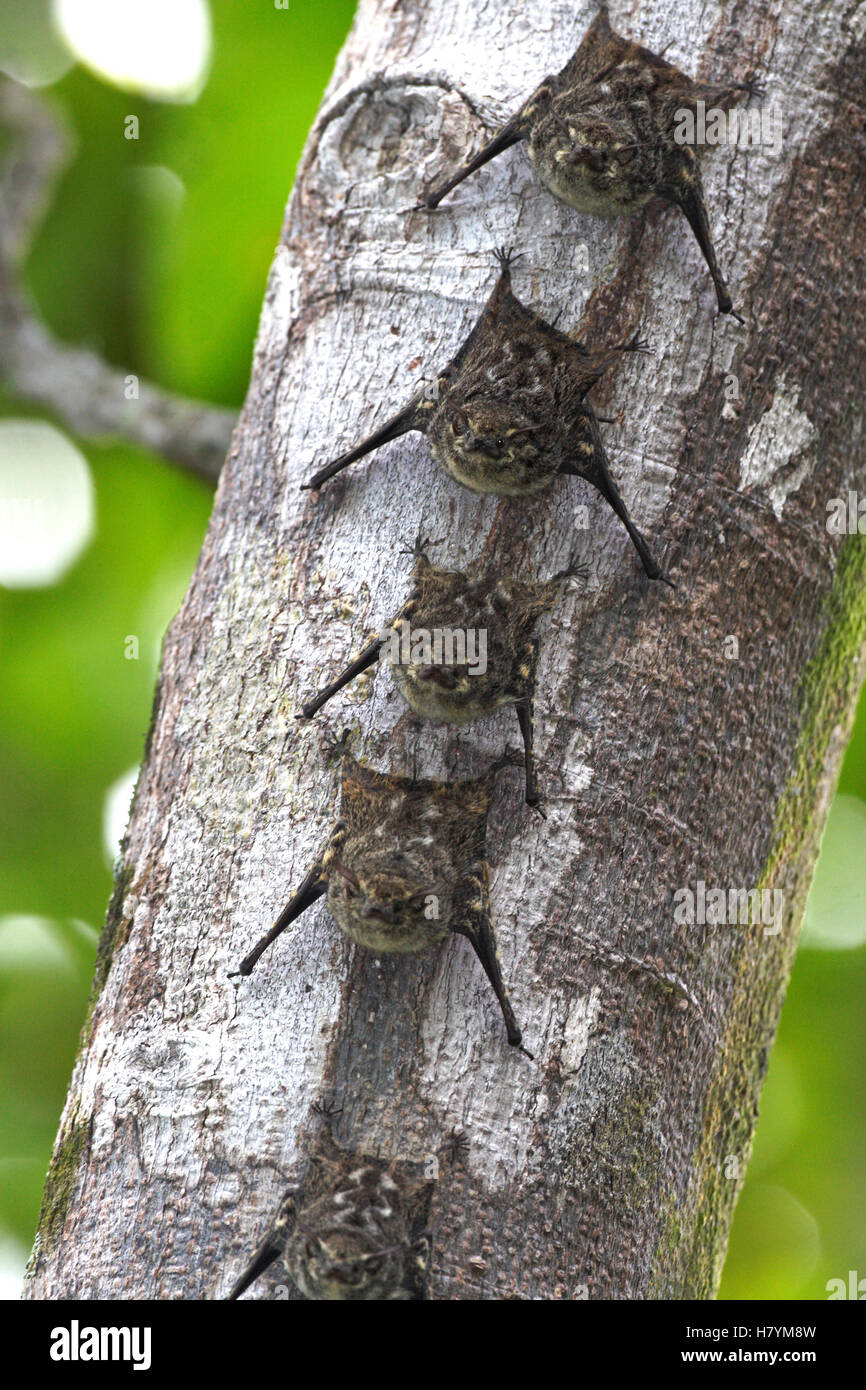 Proboscis Bat (Rhynchonycteris naso) group roosting on the underside of ...