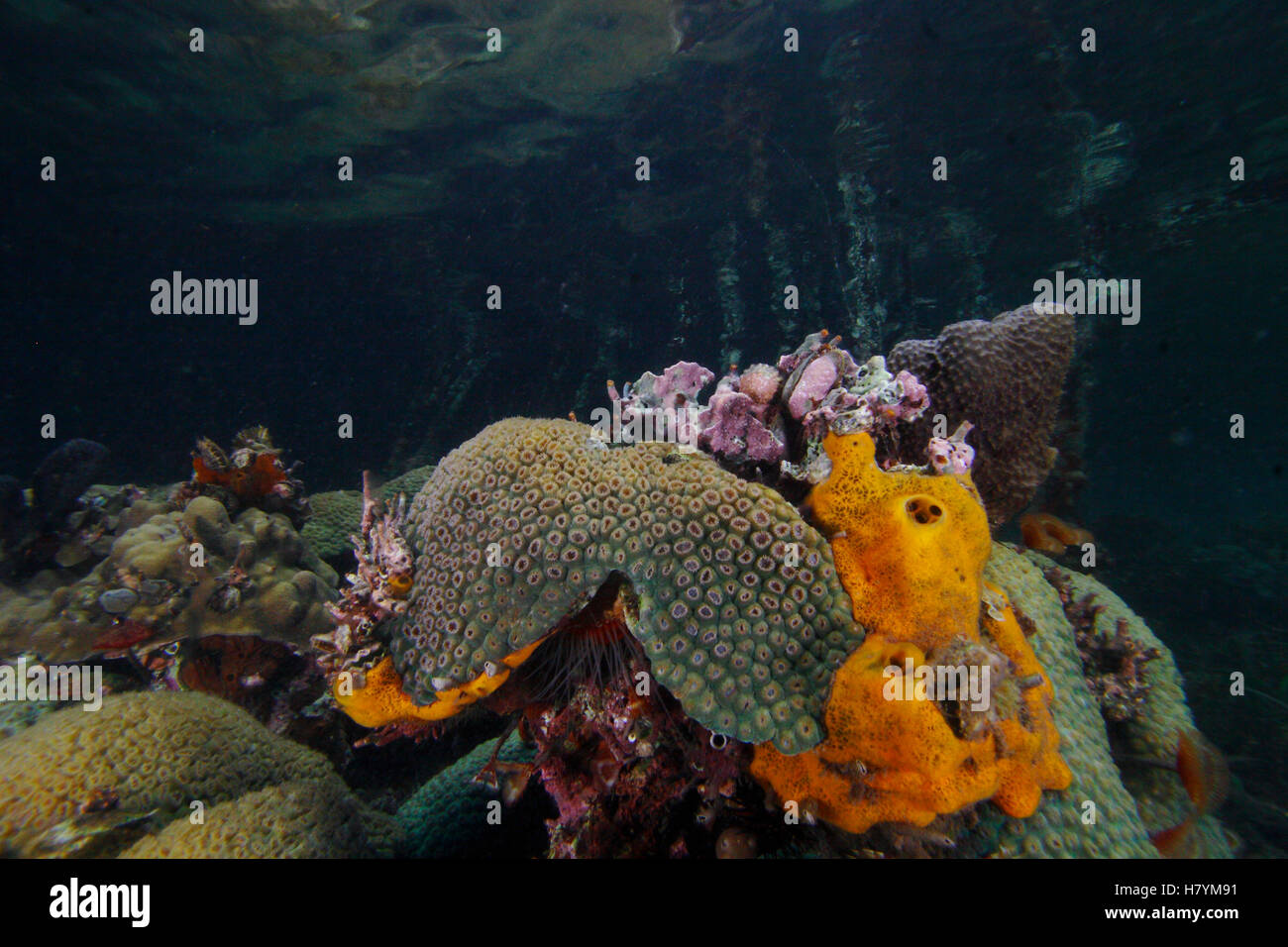 Great Star Coral (Montastraea cavernosa) growing directly beneath Red ...