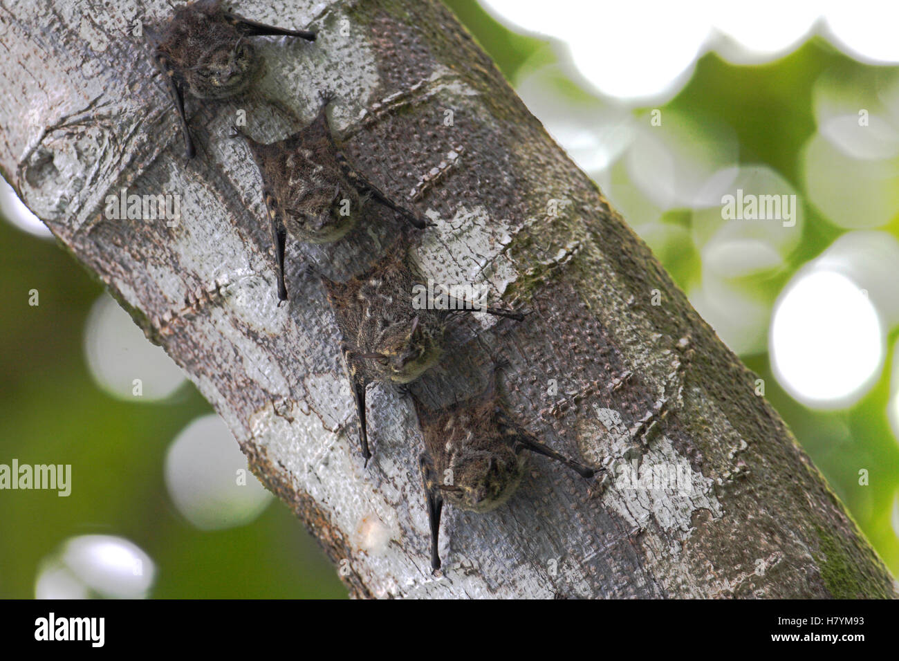 Proboscis Bat (Rhynchonycteris naso) group roosting on the underside of ...