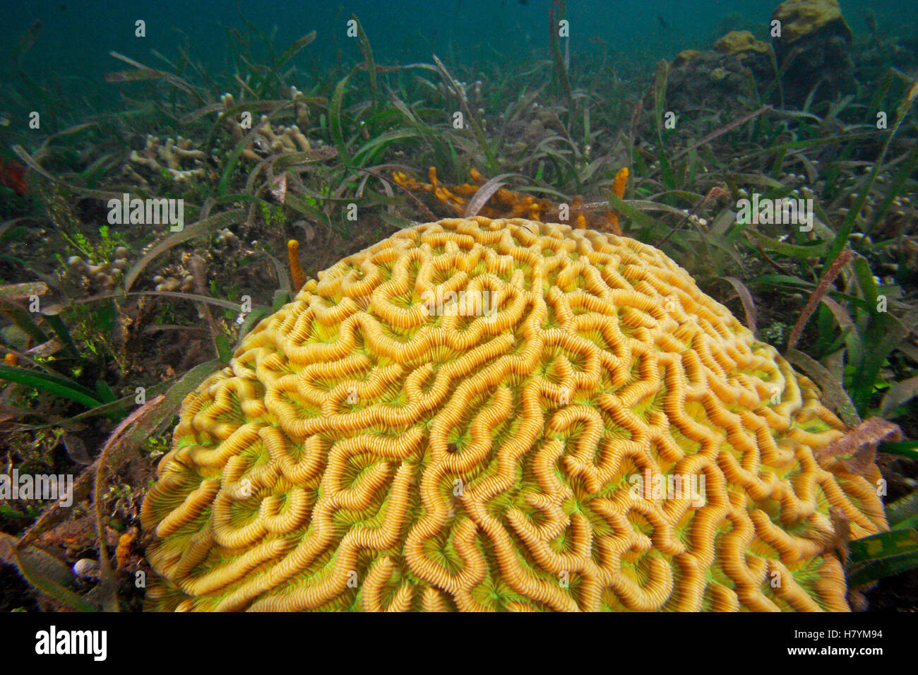 Brain Coral (Diploria labyrinthiformis) and seaweed, Bastimentos Marine ...