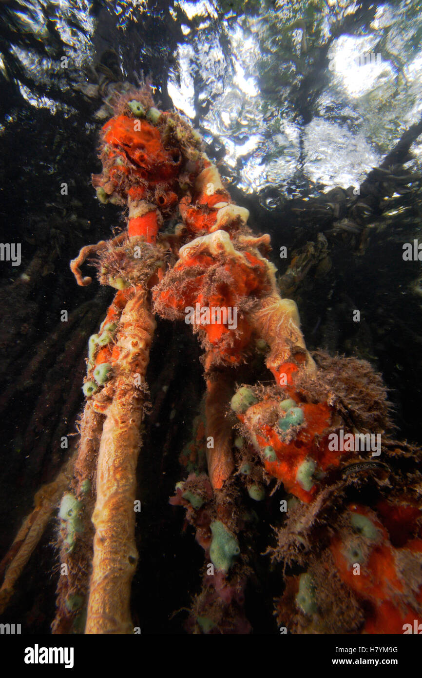 Red Mangrove (Rhizophora mangle) aerial roots provide space for a large ...