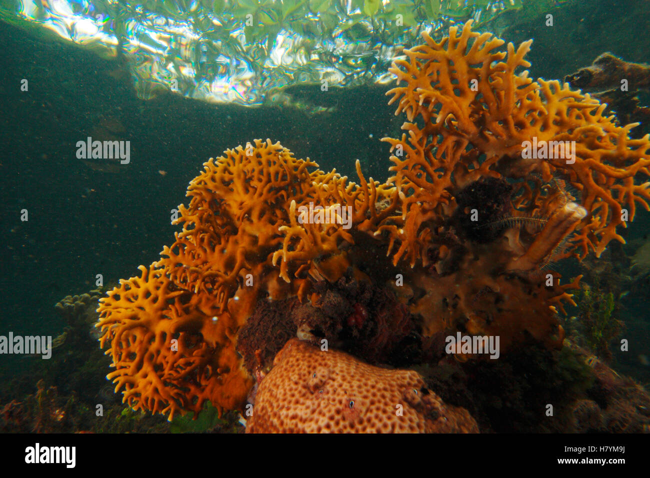 Fire Coral (Millepora alcicornis) growing directly beneath Red ...