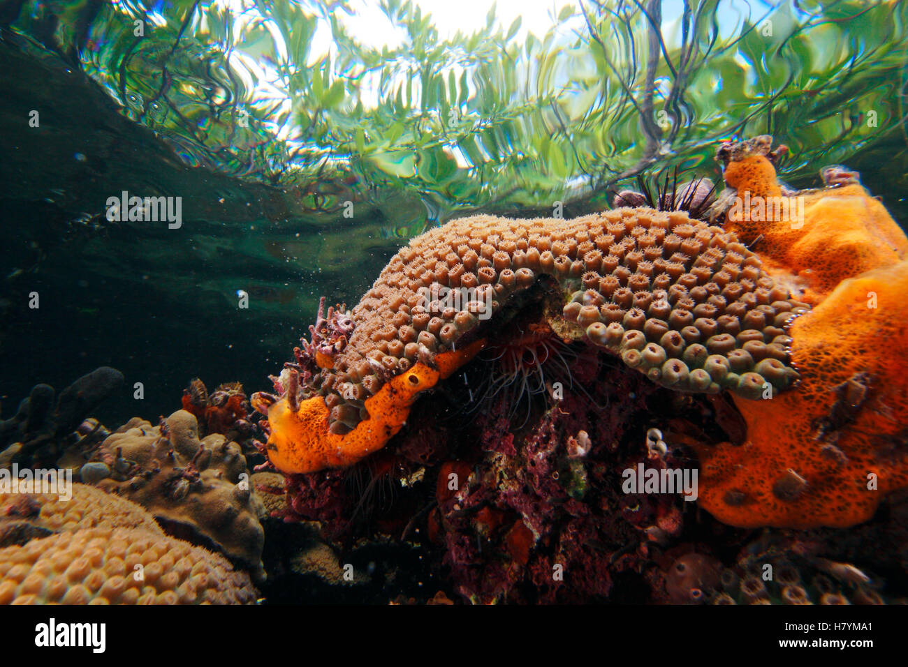 Great Star Coral (Montastraea cavernosa) growing directly beneath Red ...
