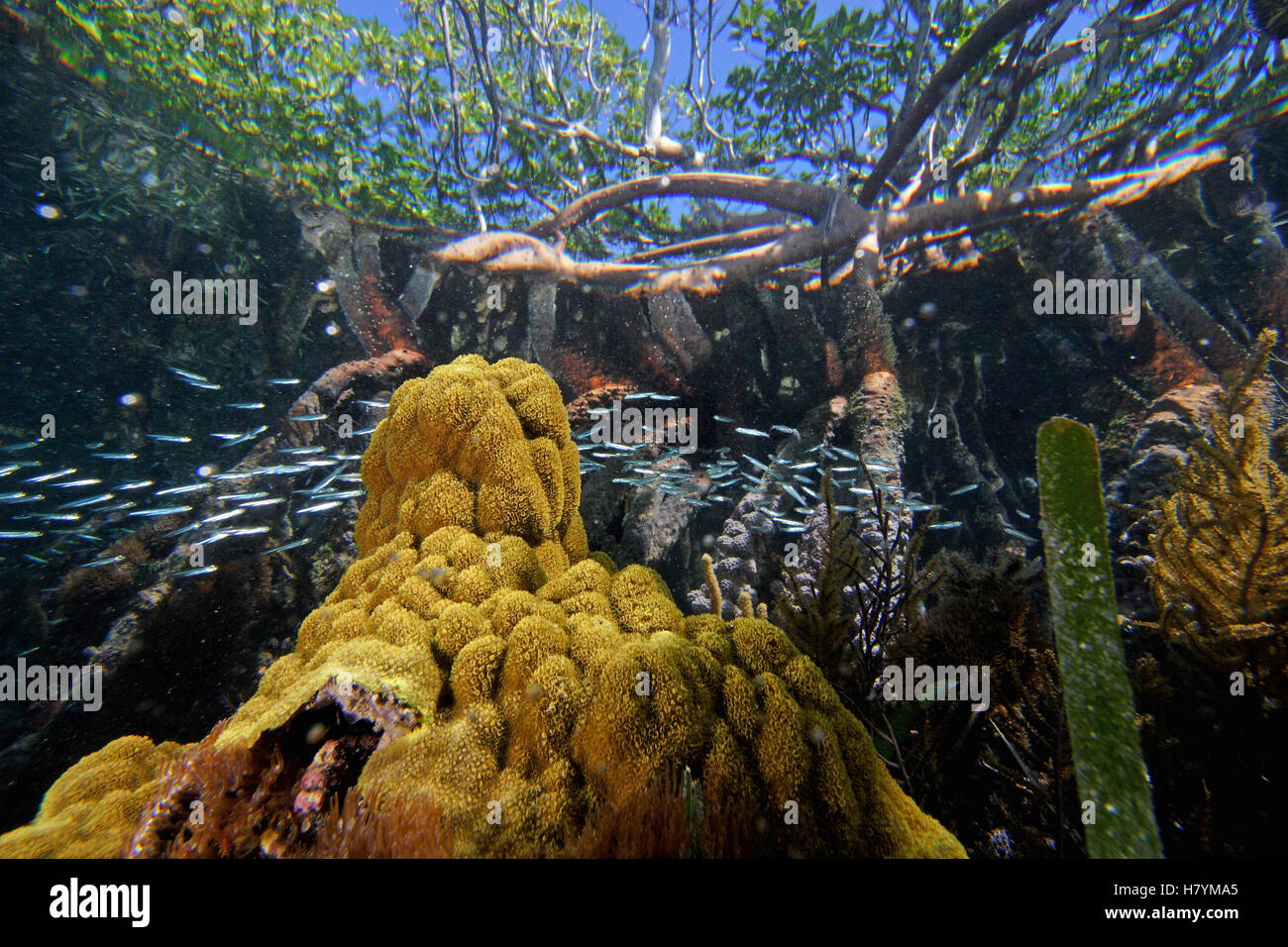 Red Mangrove (Rhizophora mangle) aerial roots providing shelter for ...