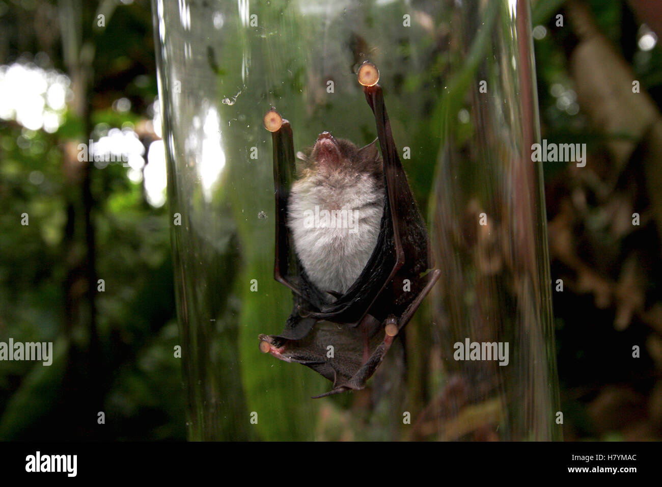 Spix's Disk-winged Bat (Thyroptera tricolor) placed in a glass cylinder ...