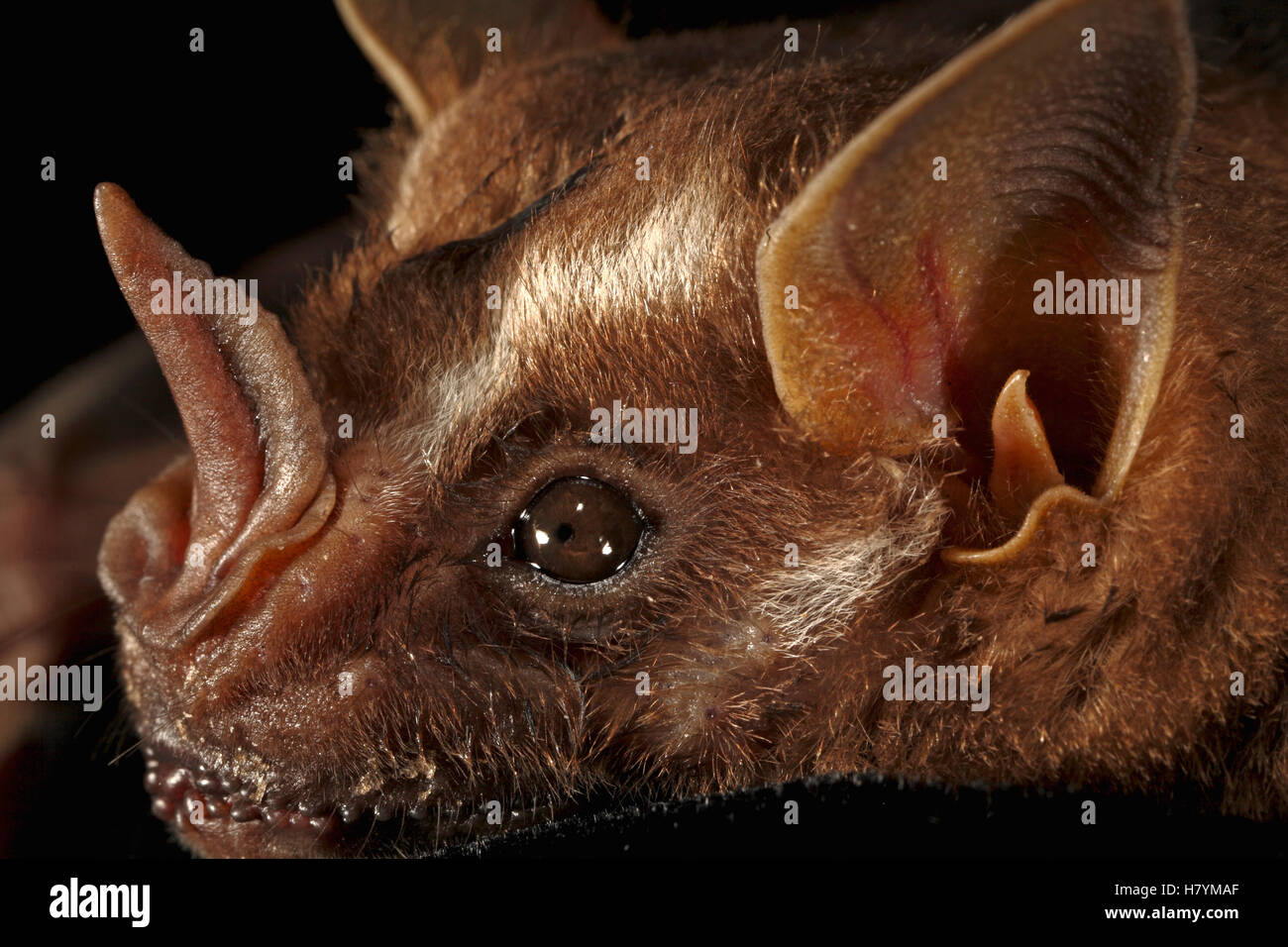 Thomas's Fruit-eating Bat (Artibeus watsoni) face, Smithsonian Tropical ...