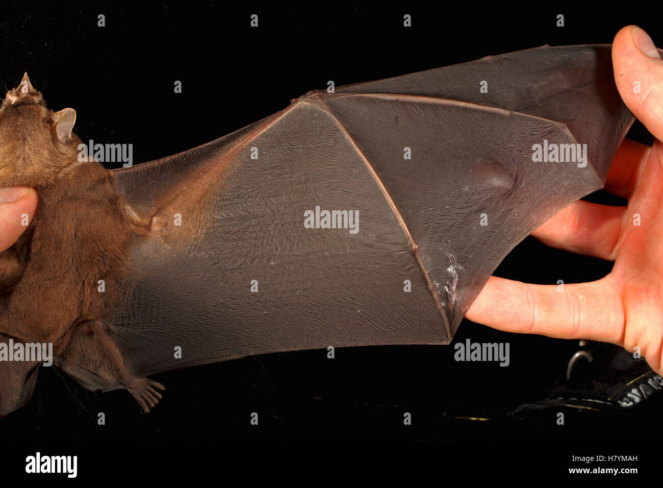 Leaf-nosed Bat (Phyllostomidae) wing, Smithsonian Tropical Research ...