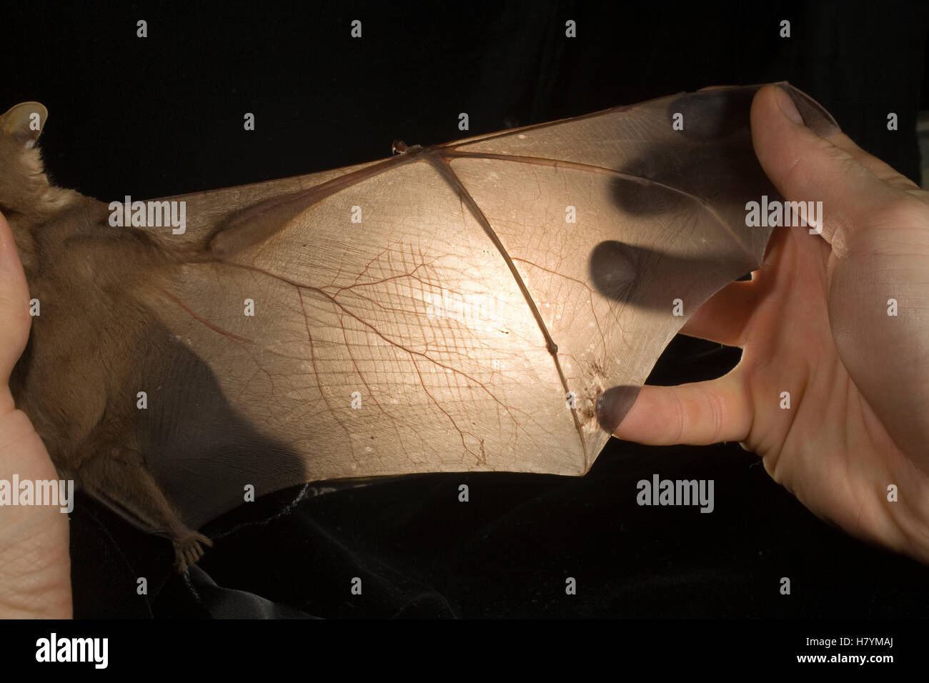 Leaf-nosed Bat (Phyllostomidae) wing, Smithsonian Tropical Research ...