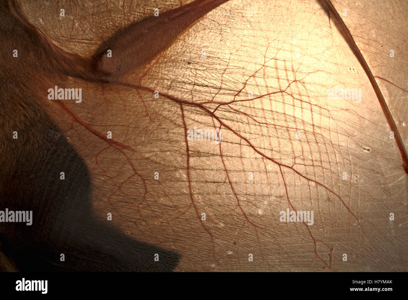 Leaf-nosed Bat (Phyllostomidae) wing showing veins, Smithsonian ...