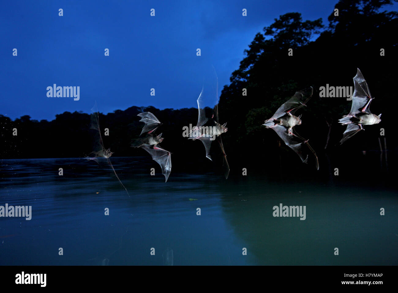 Noctilio hi-res stock photography and images - Alamy