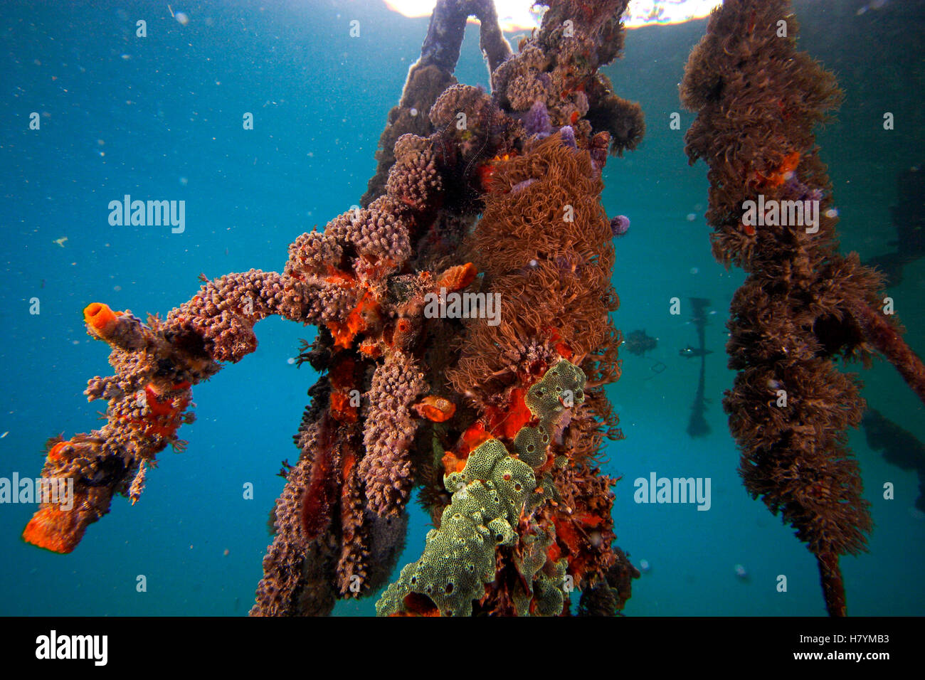 Red Mangrove (Rhizophora mangle) aerial roots provide space for a large ...
