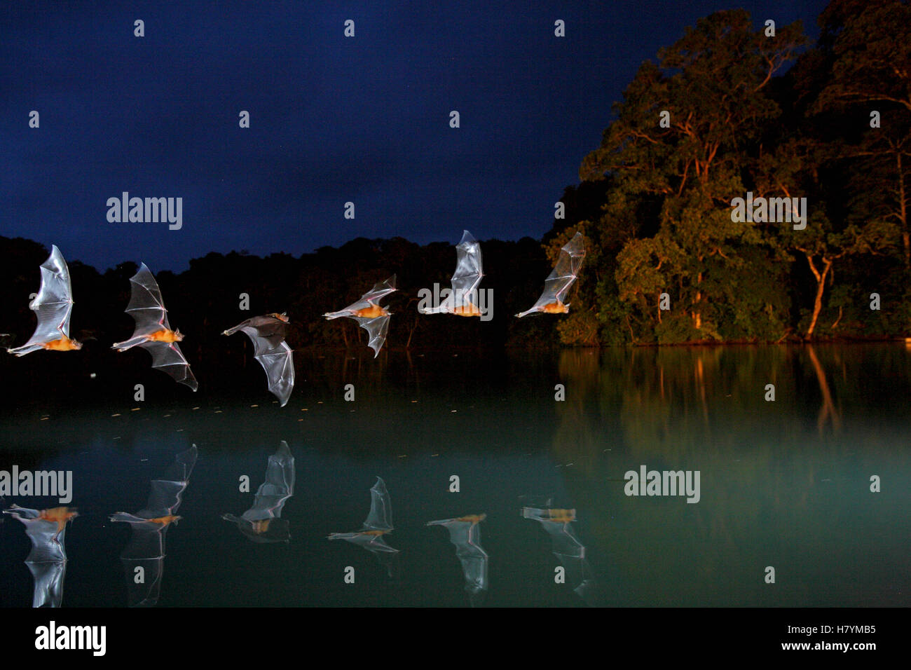 Greater Bulldog Bat (Noctilio leporinus) sequence catching a fish from ...
